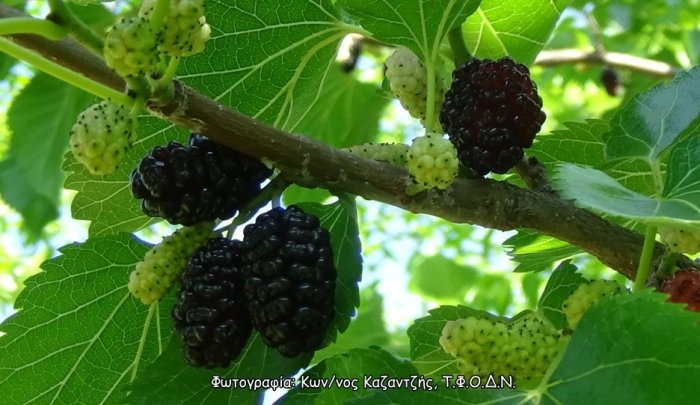 Δενδρώδη / θαμνώδη μικρότερης • Novagreen A.E.